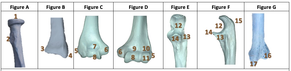 label the upper limb bone portion distalproximal identify the numbered ...