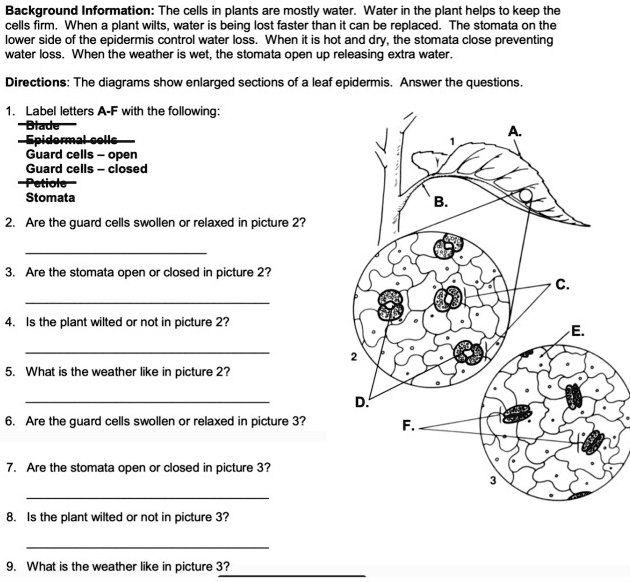 SOLVED:Background Information: The cells in plants are mostly water ...