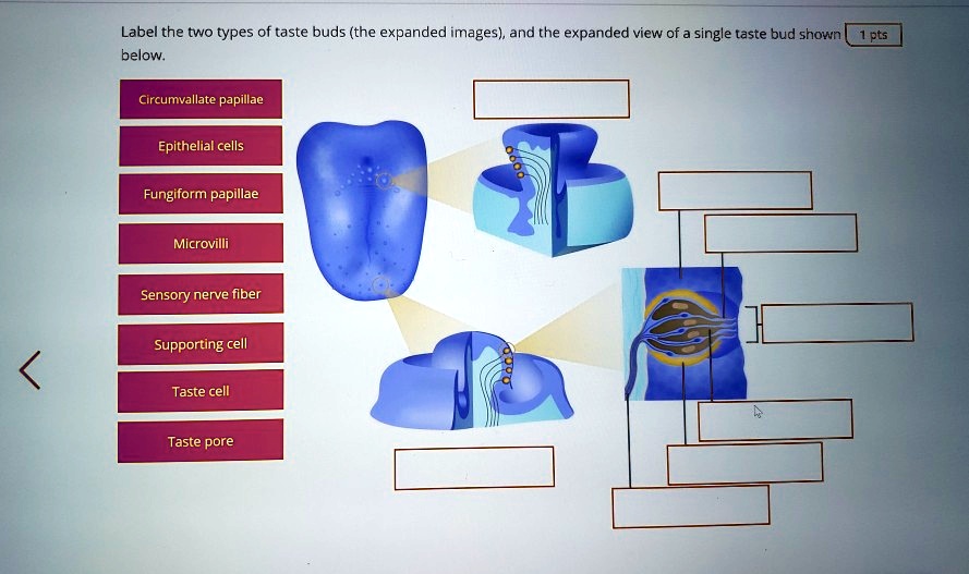 Label the two types of taste buds (the expanded images), and the ...