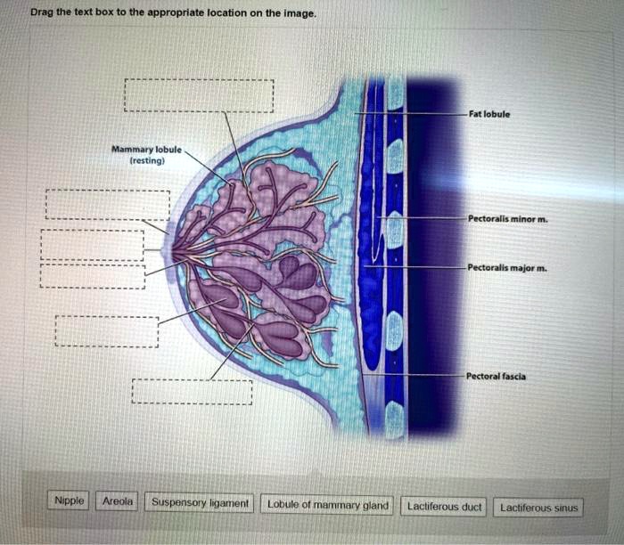 Drag the text box to the appropriate location on the image. Mammary ...