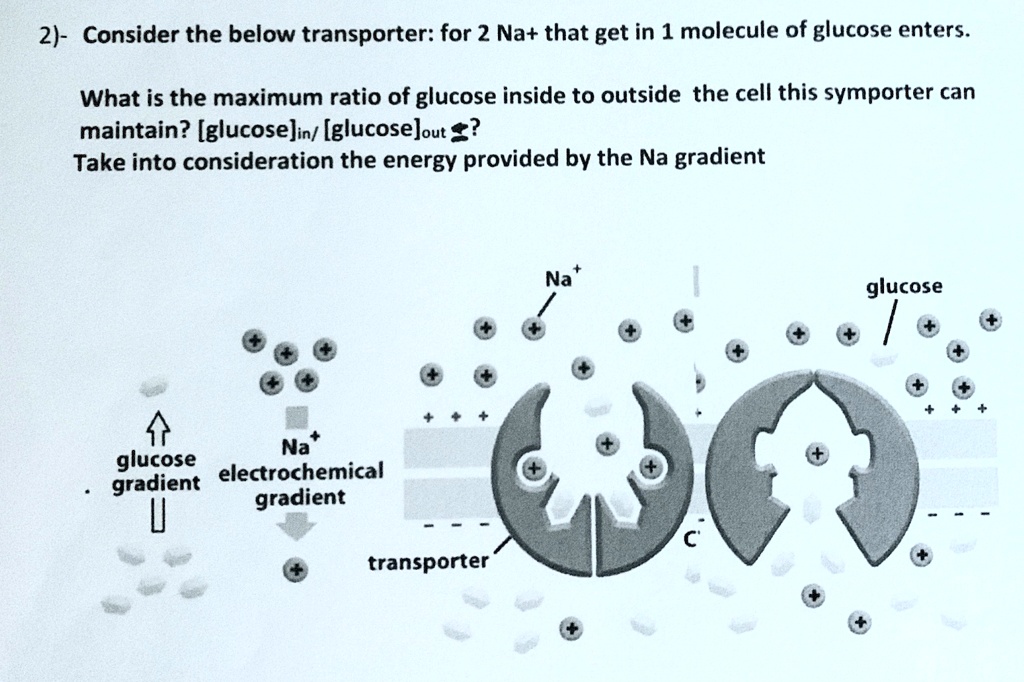SOLVED: 2)- Consider the below transporter: for 2 Nat that get in 1 ...