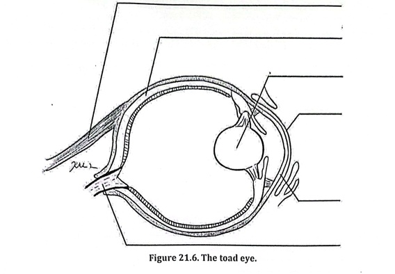 SOLVED: Label the parts of the toad eye
