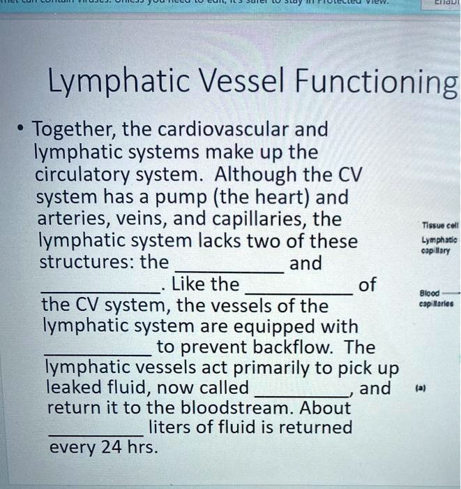 lymphatic vessel functioning together the cardiovascular and lymphatic ...