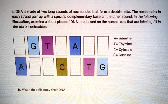 SOLVED: DNA is made of two long strands of nucleotides that form double ...