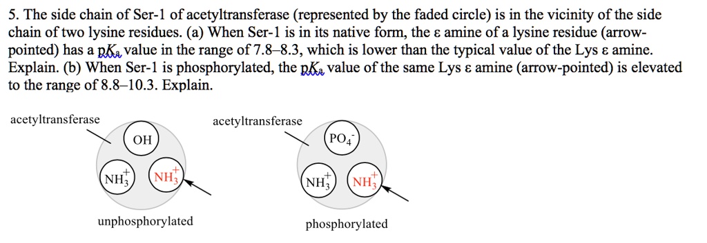 SOLVED:5. The side chain of Ser-1 of acetyltransferase (represented by ...