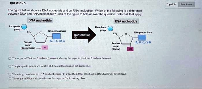 QUESTION 5 The figure below shows a DNA nucleotide and an RNA ...
