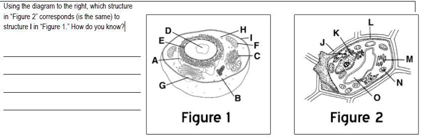 Using the diagram to the right, which structure in "Figure...