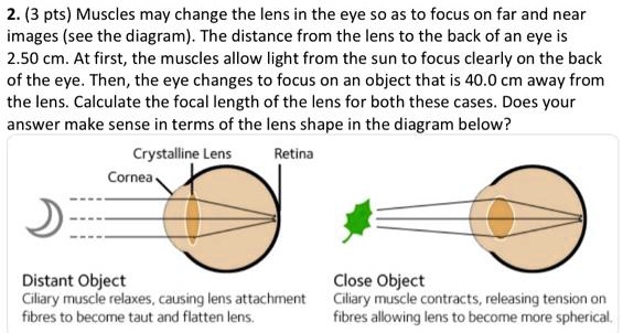 VIDEO solution: Muscles may change the lens in the eye so as to focus on far and near images ...