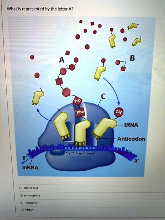 SOLVED: What is represented bY the letter A? Ttp Phe tRNA Anticodon ...