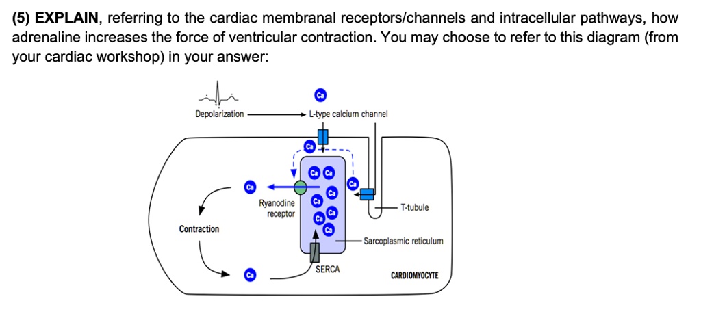 (5) EXPLAIN, referring to the cardiac membranal receptors/channels and ...