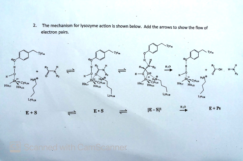 the mechanism for lysozyme action is shown below add the arrows to show ...