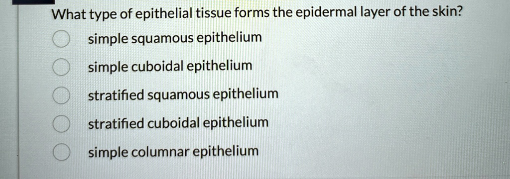 What type of epithelial tissue forms the epidermal layer of the skin ...