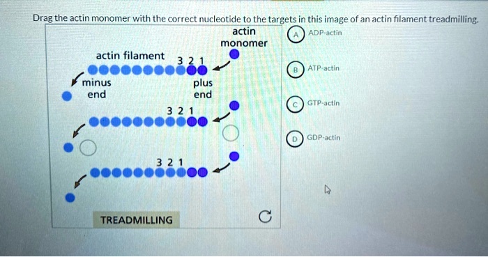 SOLVED: Drag the actin monomer with the correct nucleotide to the targets in this image of an ...