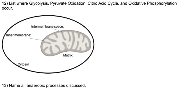 SOLVED: 12) List where Glycolysis, Pyruvate Oxidation; Citric Acid ...