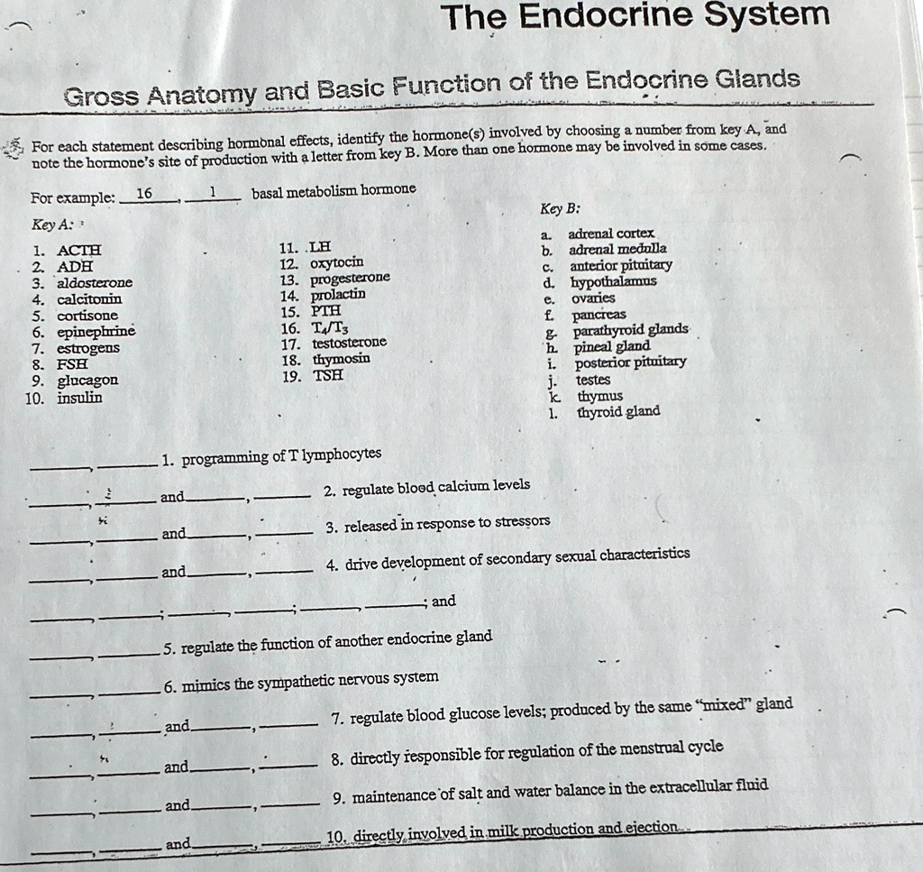 SOLVED: The Endocrine System Gross Anatomy and Basic Function of the ...
