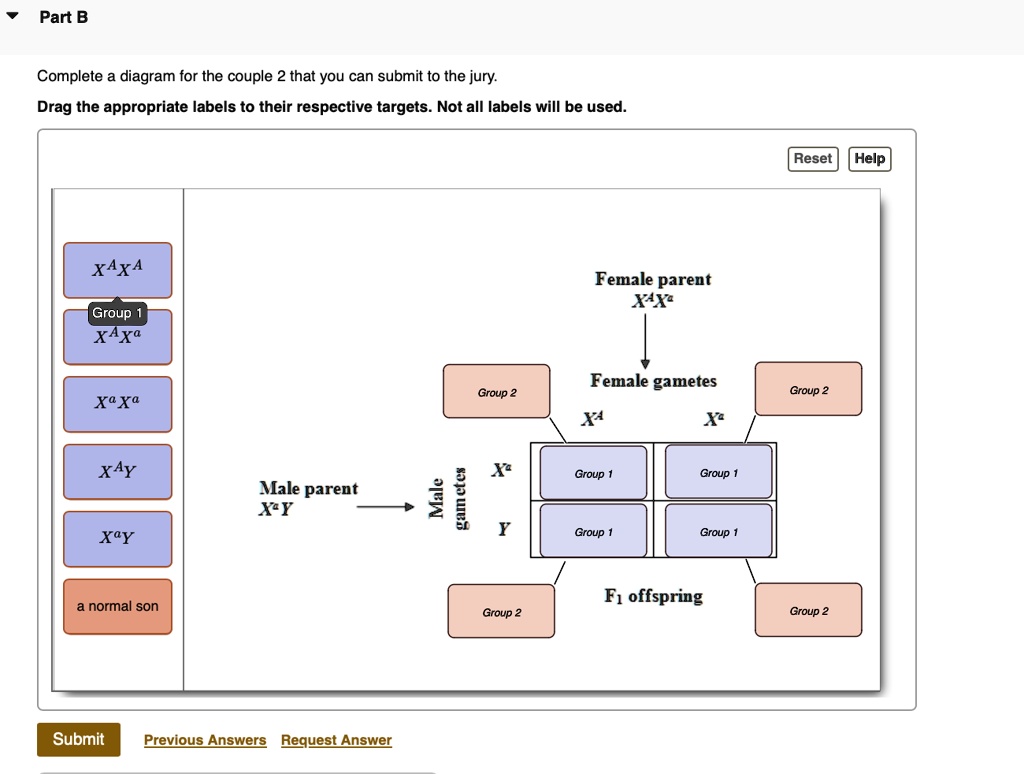 Part B Complete a diagram for the couple 2 that you can submit to the jury. Drag the appropriate ...