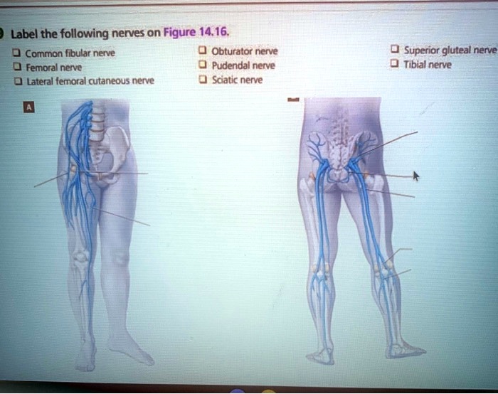 SOLVED: Label the following nerves on Figure 14.16. Common fibular ...