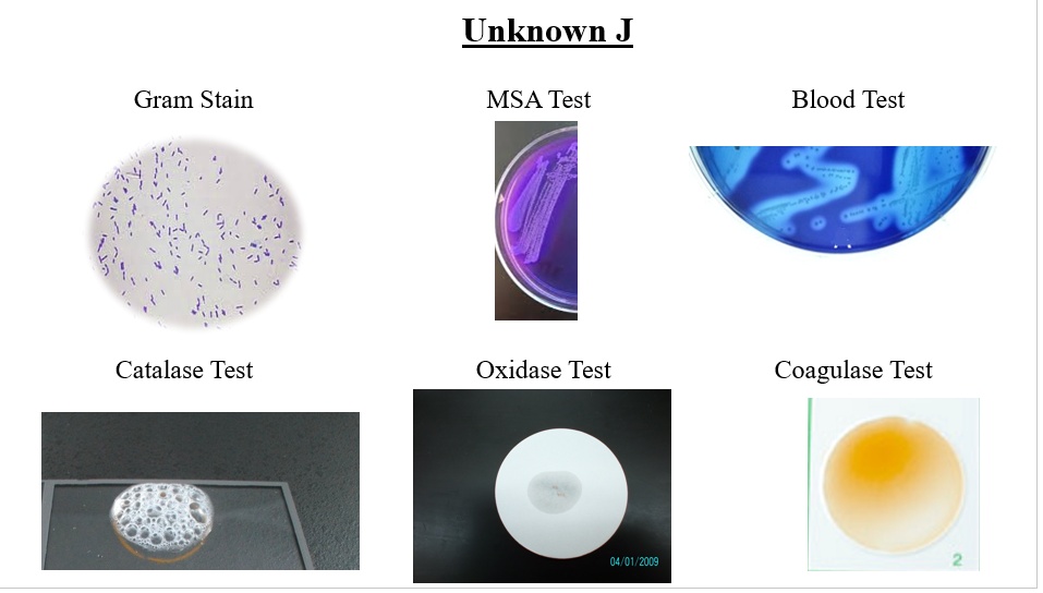 SOLVED:Unknown J Gram Stain MSA Test Blood Test Catalase Test Oxidase ...