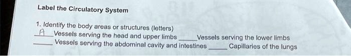 Label the Circulatory System 1. Identify the body areas or structures ...