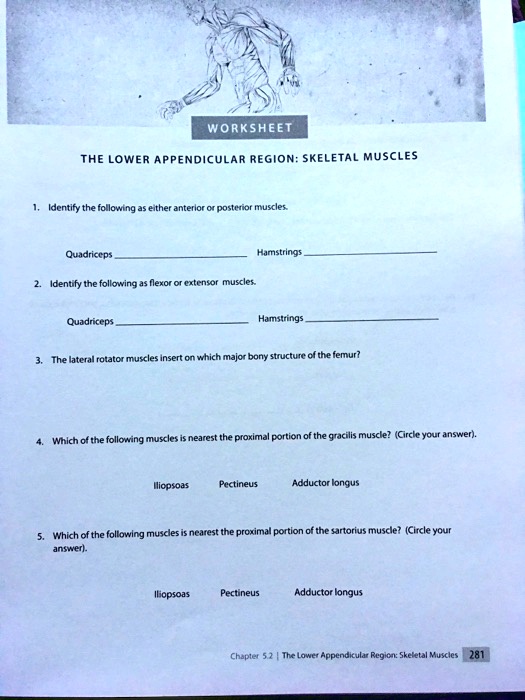 WORKSHEET THE LOWER APPENDICULAR REGION: SKELETAL MUSCLES 1. Identify ...
