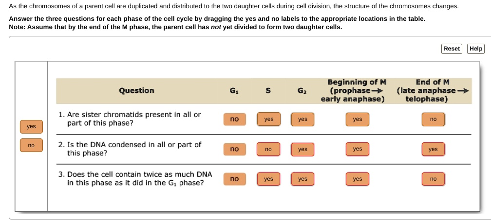 SOLVED: As the chromosomes of a parent cell are duplicated and ... SOLVED: As the chromosomes of a parent cell are duplicated and ...