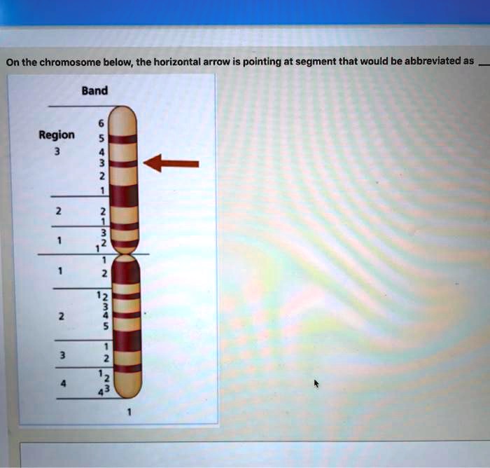 SOLVED: On the chromosome below; the horizontal arrow is pointing at ...