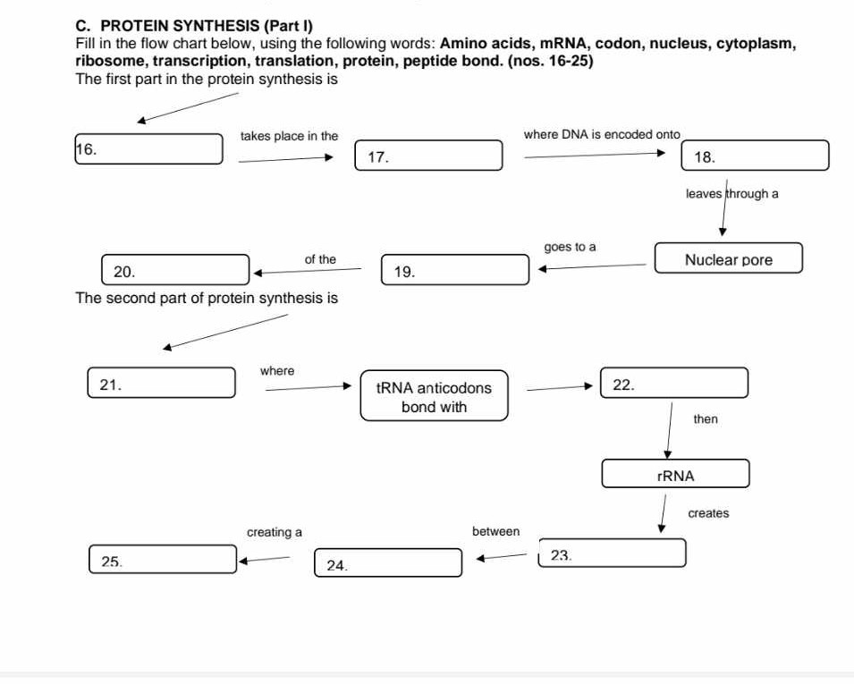 C. PROTEIN SYNTHESIS (Part I) Fill in the flow chart below, using the ...