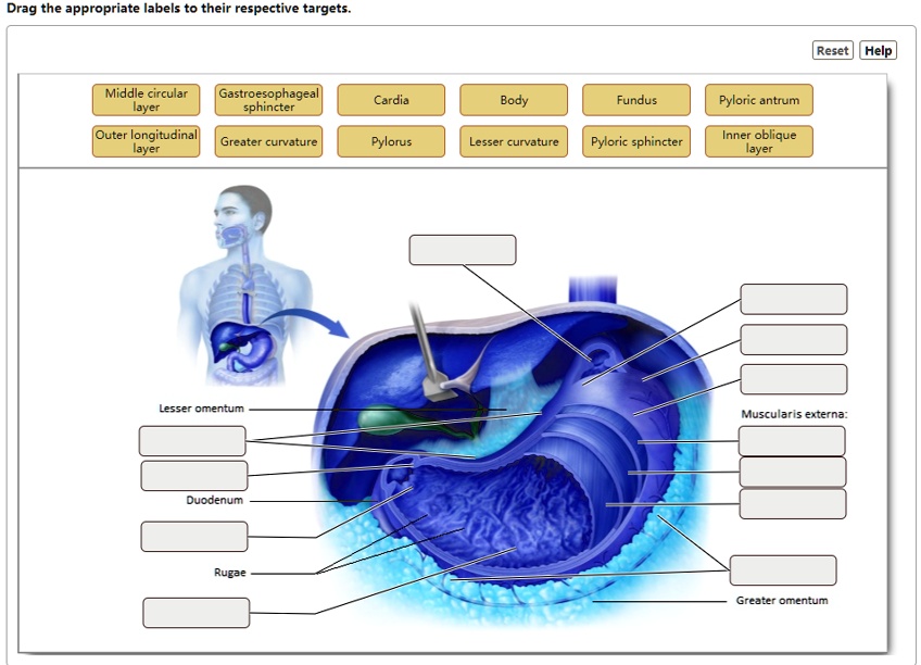 [GET ANSWER] Drag the appropriate labels to their respective targets ...