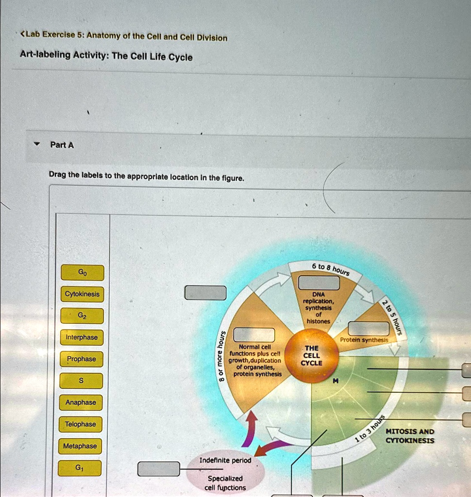 SOLVED: Art labeling activity the cell life cycle
