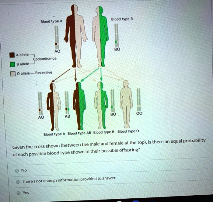 SOLVED: Blood type Blood type BO allele Codominance B allcle 0 allele ...