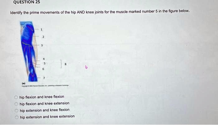 QUESTION 25 Identify the prime movements of the hip AND knee joints for ...