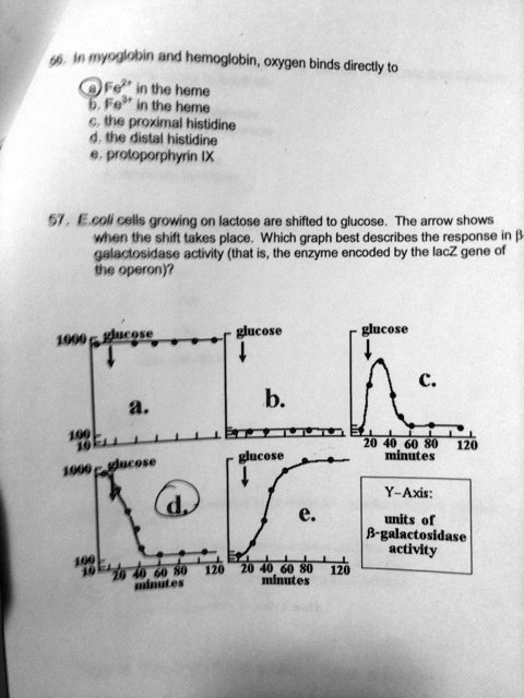 SOLVED: In myoglobin and hemoglobin, oxygen binds directly to the heme ...