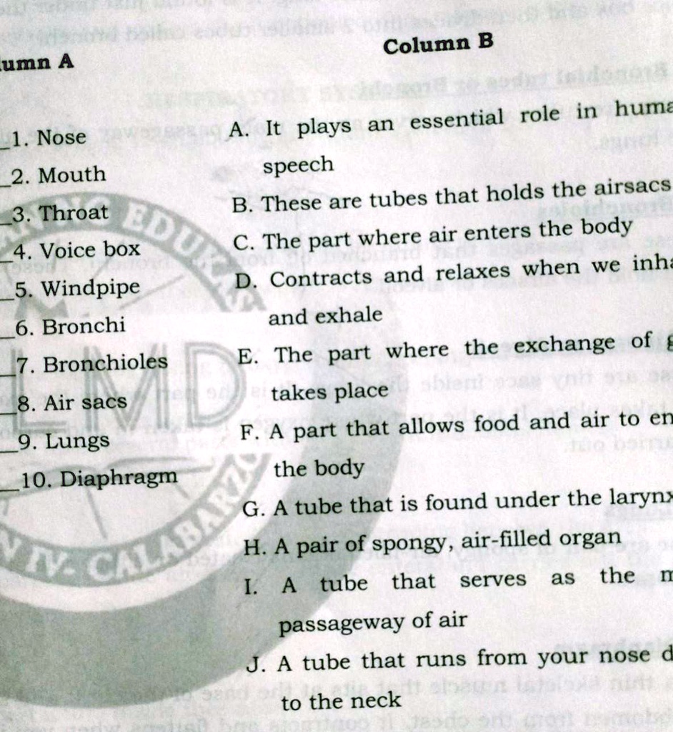 SOLVED: Match the parts of the respiratory system in column A with its ...