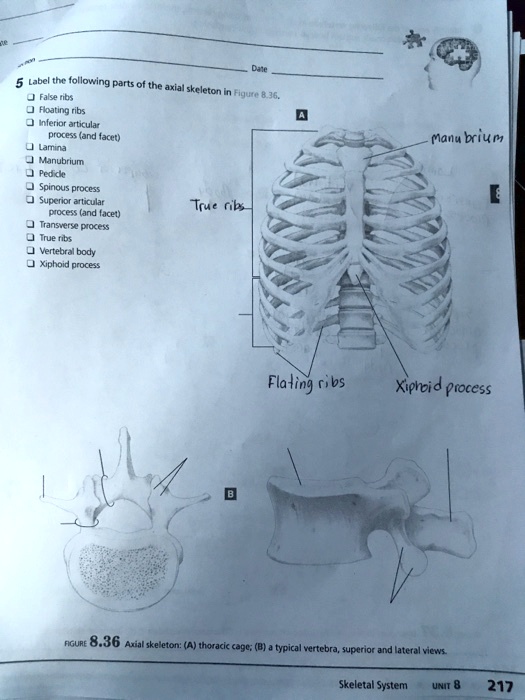 Axial Skeleton Thoracic Cage