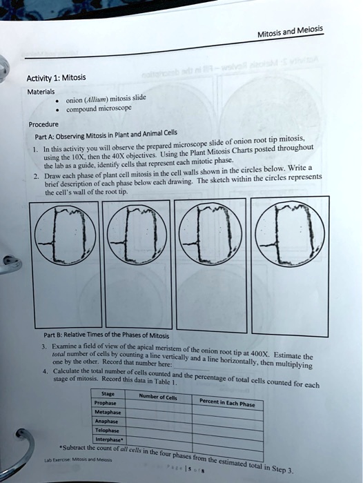 Mitosis and Meiosis Activity 1: Mitosis Materials • onion (Allium ...