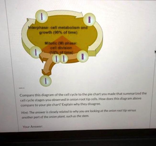 SOLVED: Interphase: cell metabolism and growth (9043 to 906) Mitosis ...