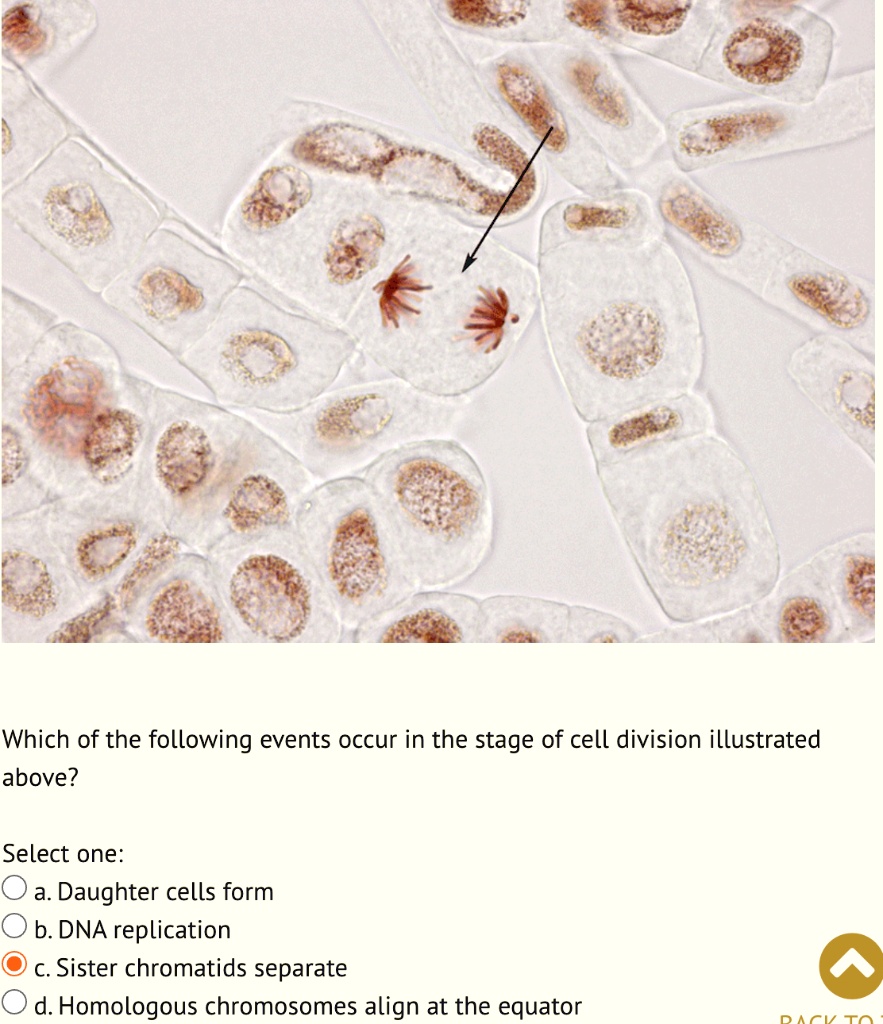 which of the following events occur in the stage of cell division ...