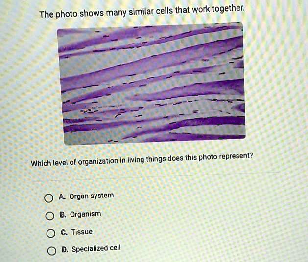 The photo shows many similar cells that work together. Which level of ...