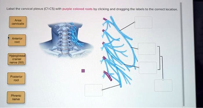 Label the cervical plexus (C1-C5) with purple colored roots by clicking ...