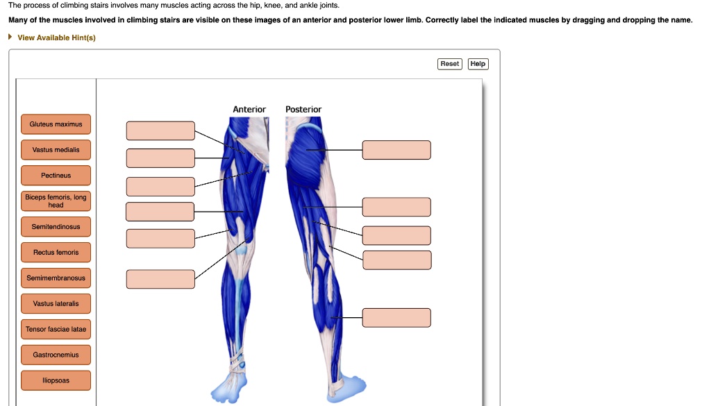 SOLVED: The process of climbing stairs involves many muscles acting ...
