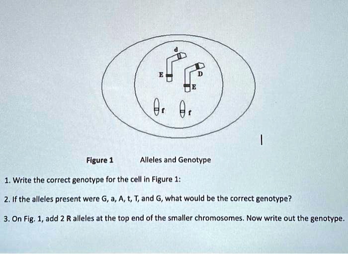 SOLVED: Aa '0 0 t Alleles and Genotype Figure 1. Write the correct ...