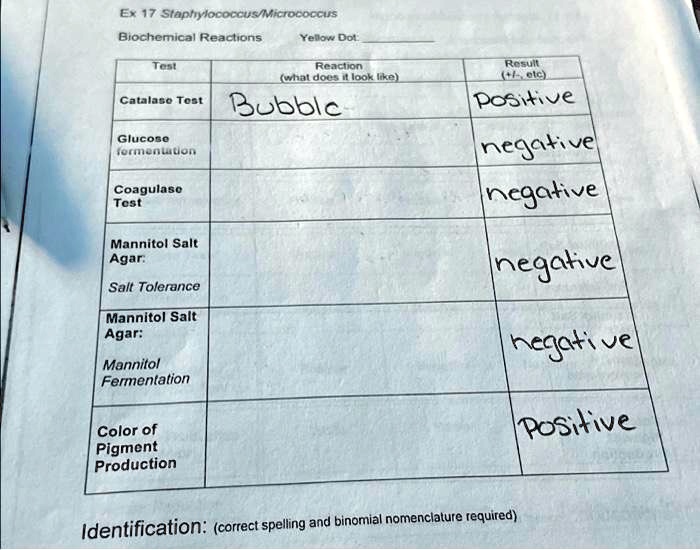 SOLVED: Ex 17 Staphylococcus/Micrococcus Biochemical Reactions Catalase ...
