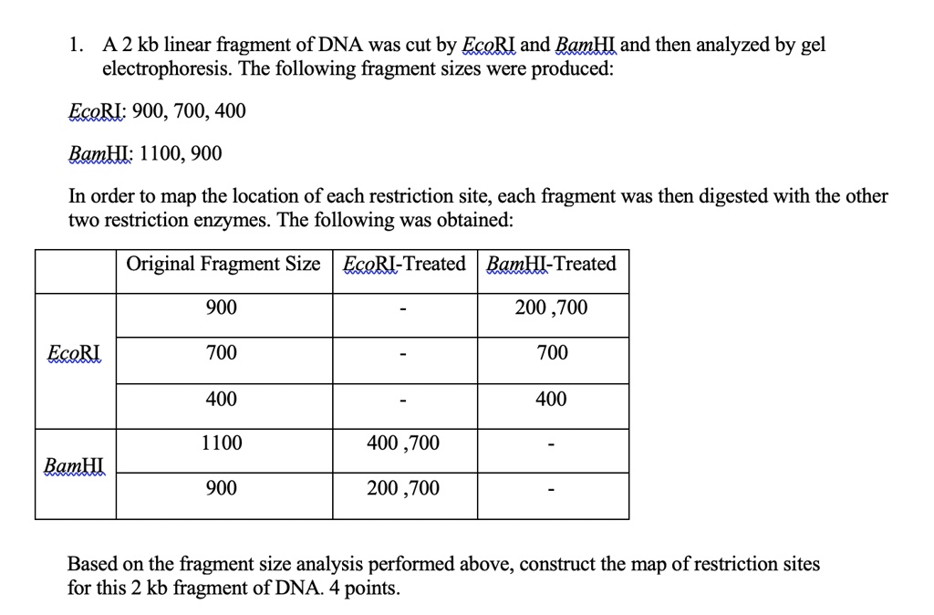 a 2 kb linear fragment of dna was cut by ecori and bamhl and then analyzed by gel ...