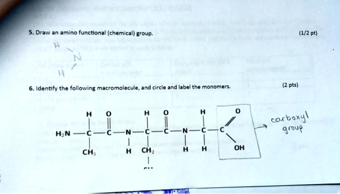 SOLVED: Draw an amino functional (chemical) group. (1/2 pt) Identify the following macromolecule ...