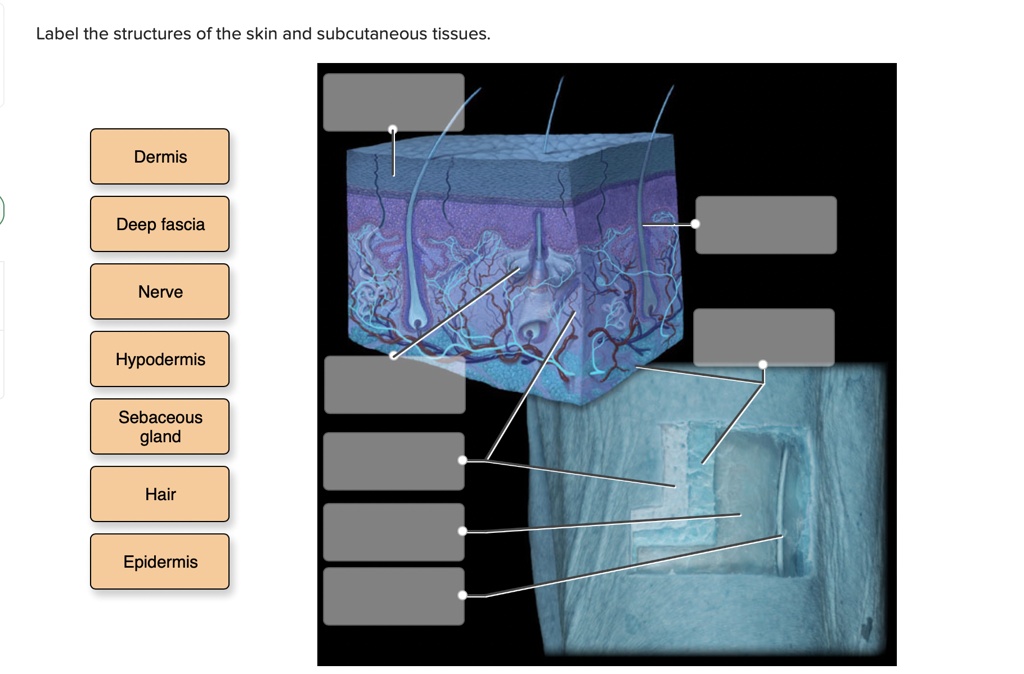 Label the structures of the skin and subcutaneous tissues Dermis Deep ...