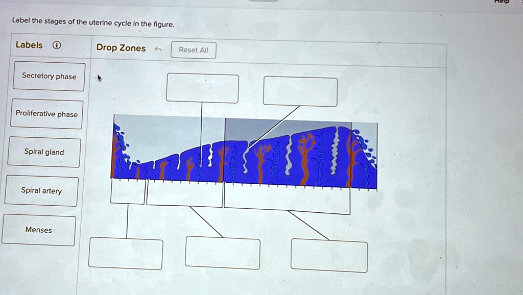 Label the stages of the uterine cycle in the figure. Labels (i) Drop ...