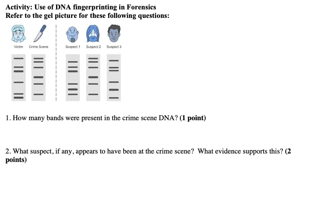 SOLVED: Activity: Use of DNA fingerprinting in Forensics Refer to the ...