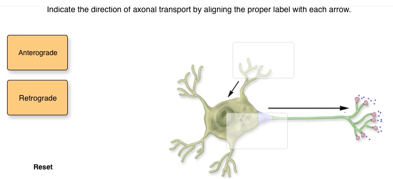 Indicate the direction of axonal transport by aligning the proper label with each arrow ...