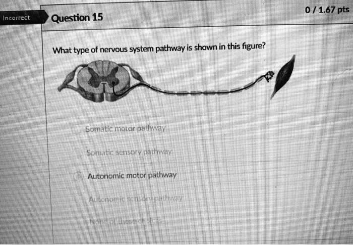 Question 15 What type of nervous system pathway is shown in this figure ...