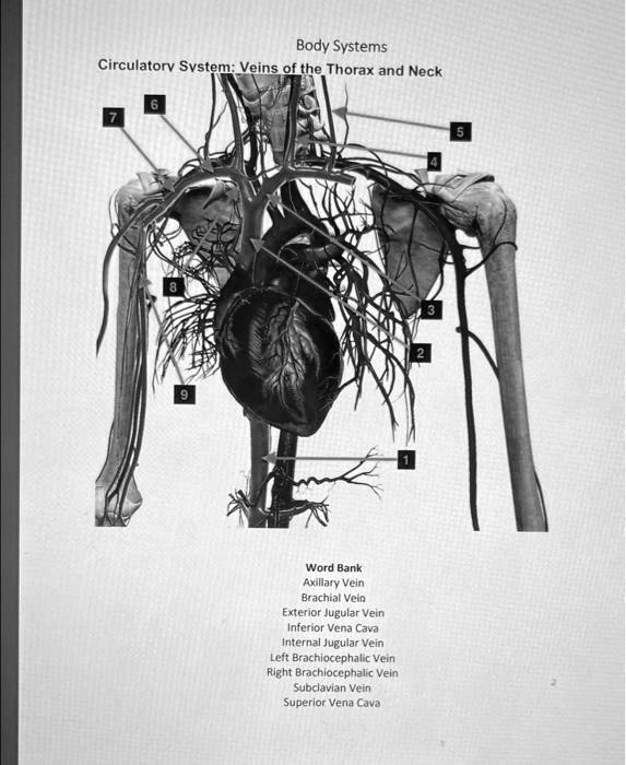 Body Systems Circulatory System: Veins of the Thorax and Neck 6 7 4 8 3 ...